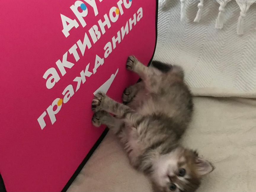 Котёнок девочка от домашней кошки