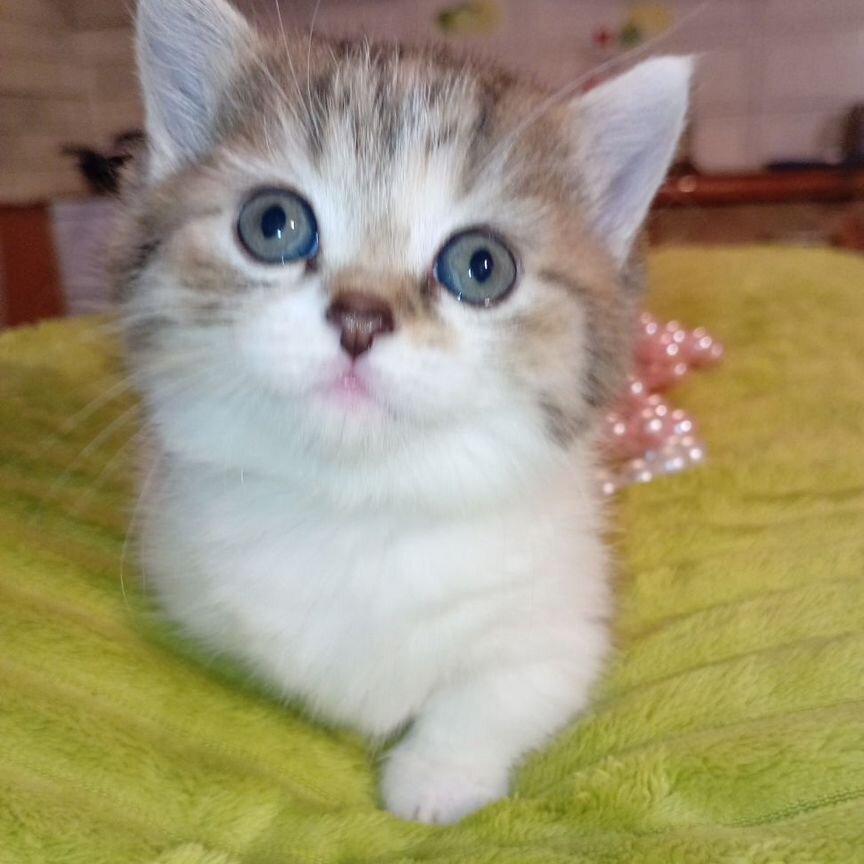 Манчкин котёнок