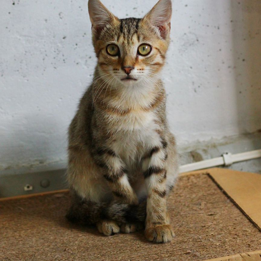 Котенок в добрые руки