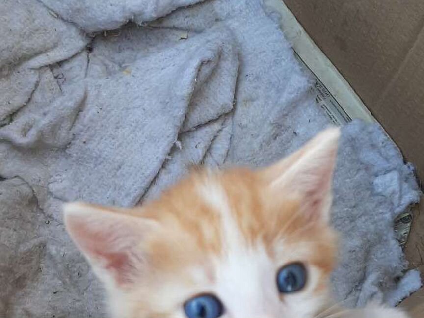 Миленькие котятки ждут своих хозяев