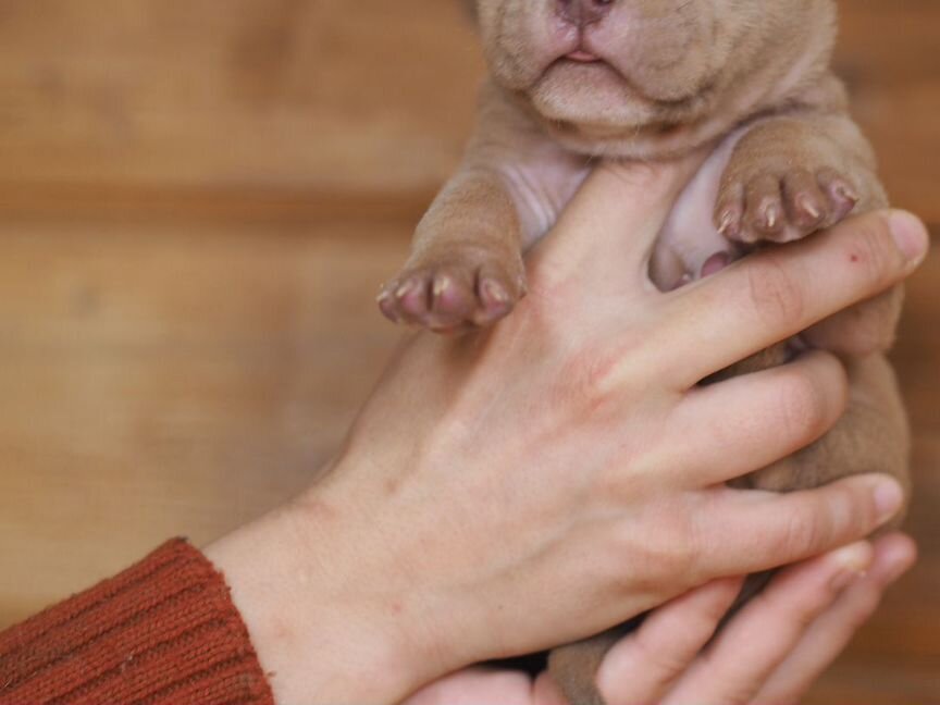 Щенки американского булли