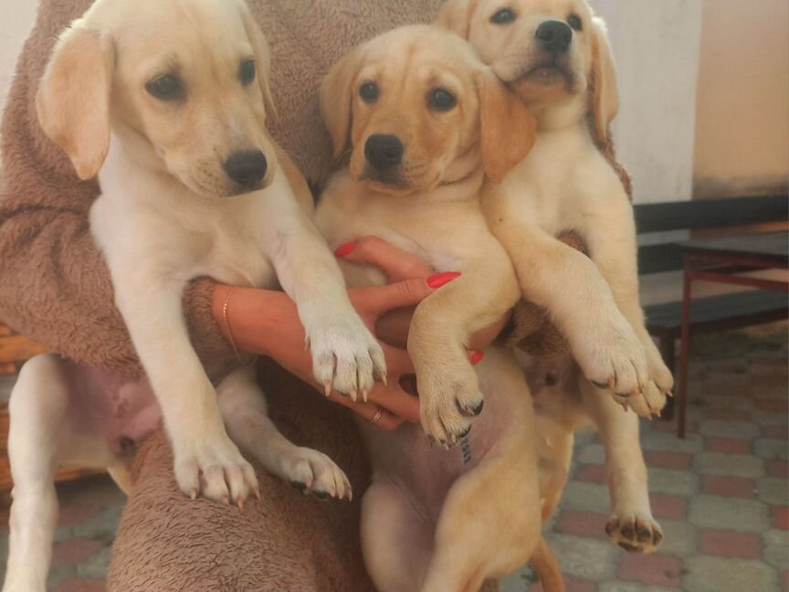 Щенки лабрадора (мальчики и девочки)