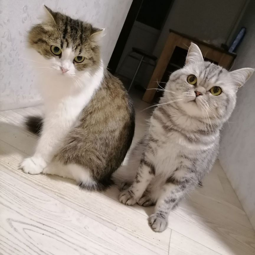 Шотландская