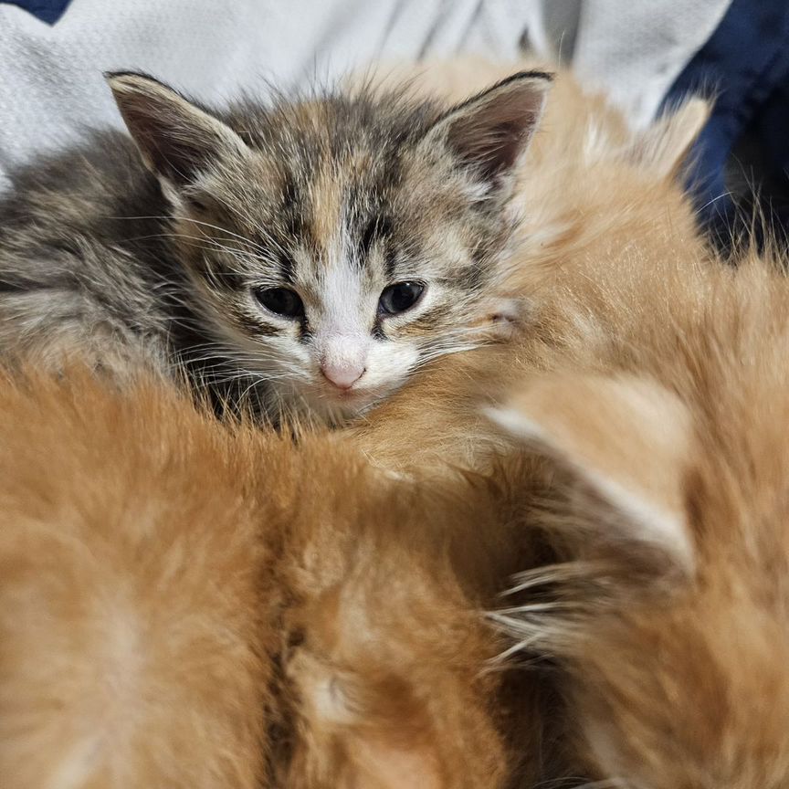 Котята в добрые руки бесплатно