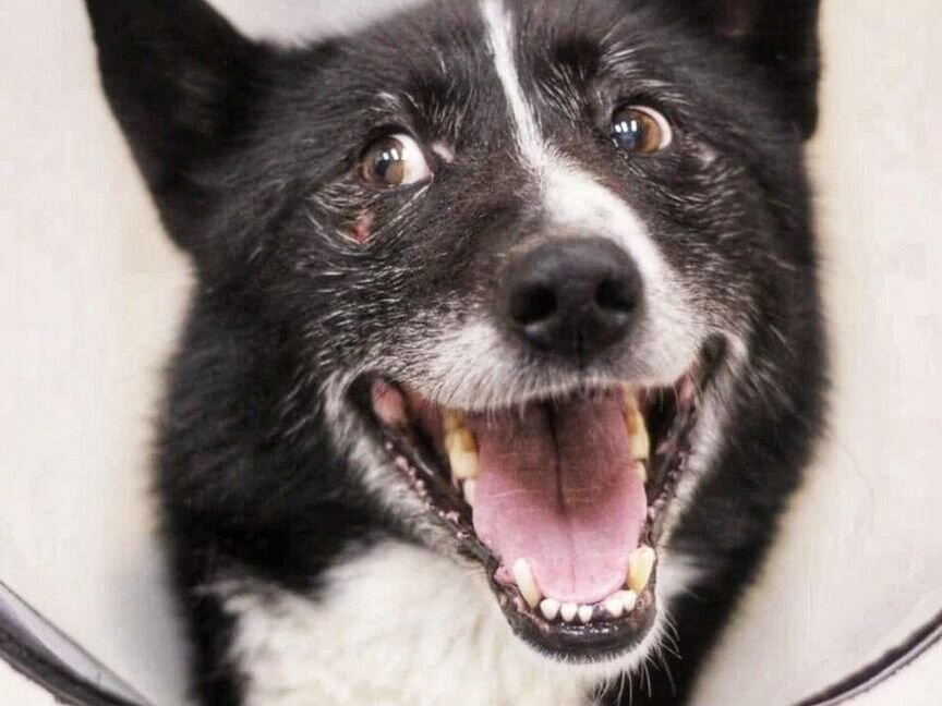 Клёвый пёс в добрые руки навсегда или на время