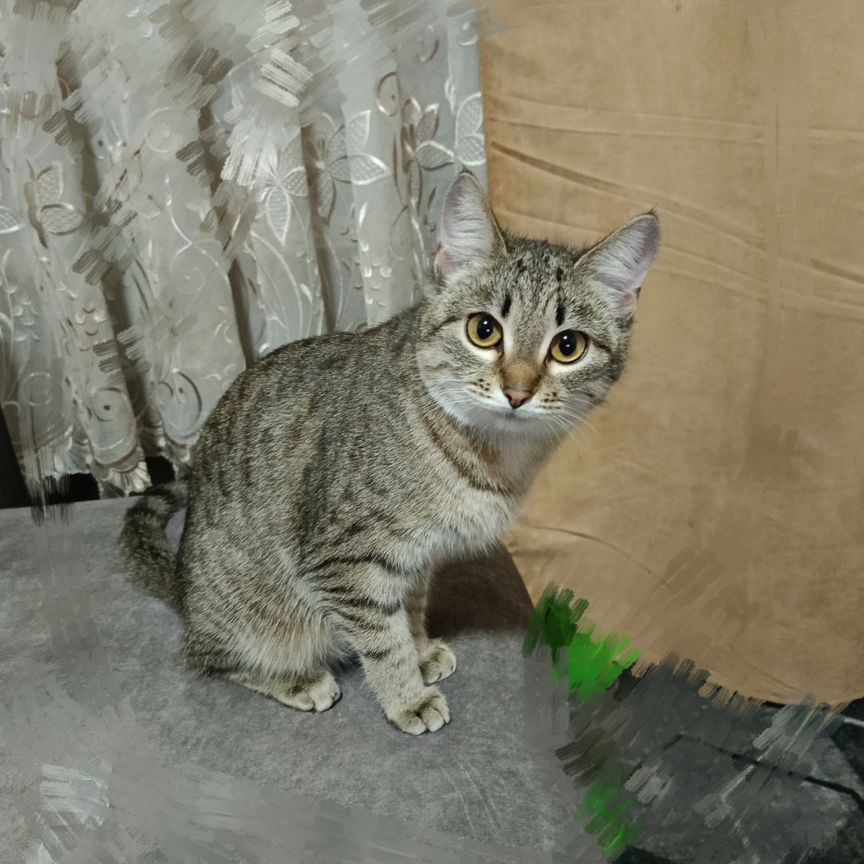 Котёнок в добрые руки