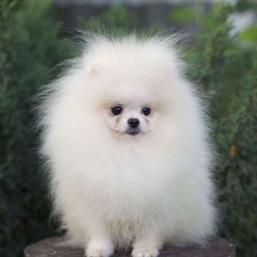 Мини малыш клопик