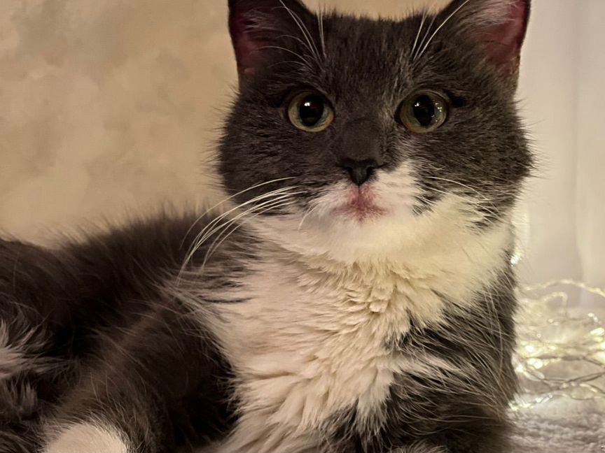 Кошечка в добрые руки