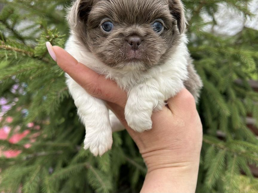 Чихуахуа лиловый красатун