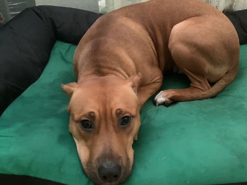 Стаффордширский терьер