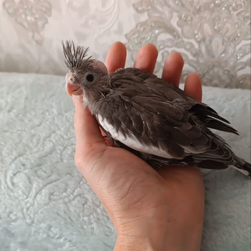 Птенец безщекой кореллы