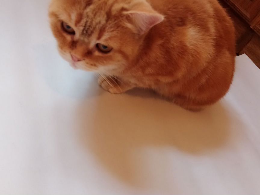 Кошки в добрые руки бесплатно