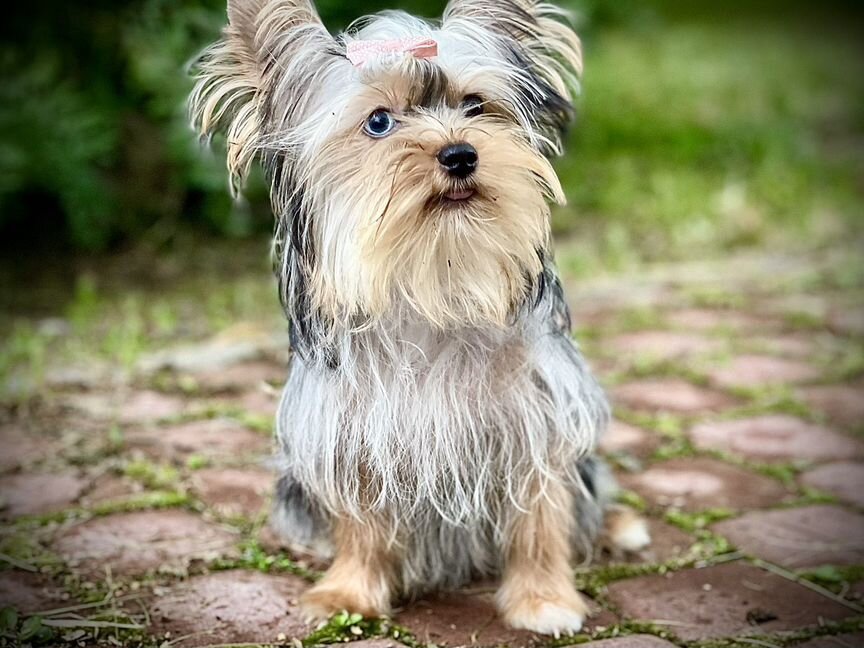 Мини девочка