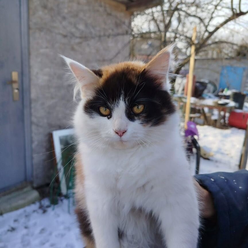 Кошечка в дар