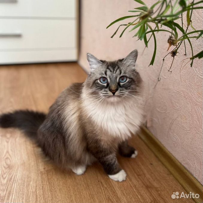 Невский маскарадный кот