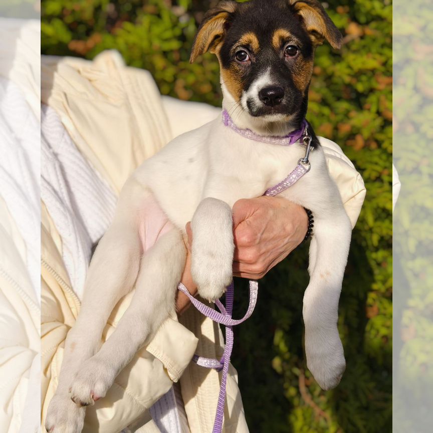 Щенок в добрые руки