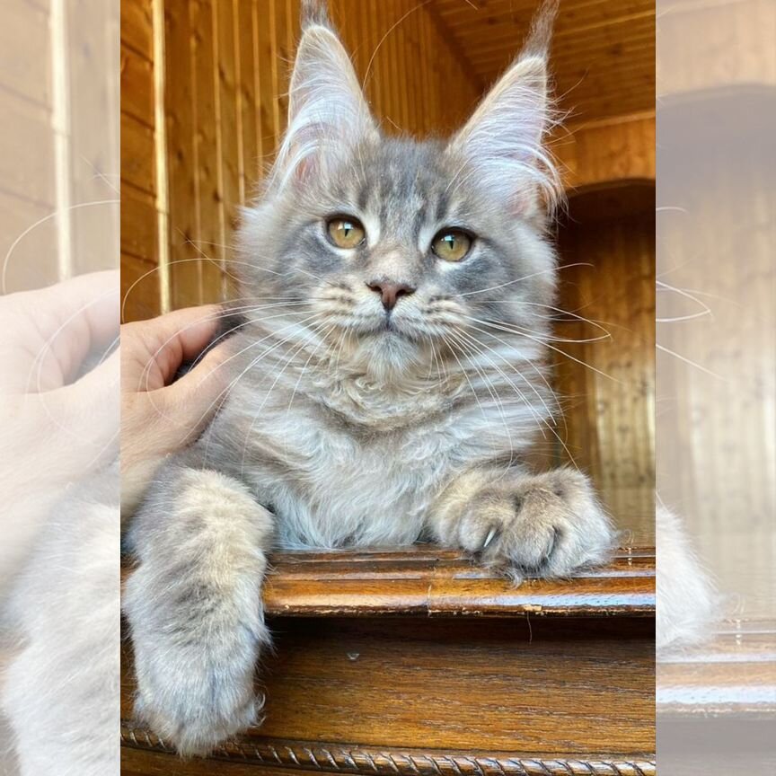 Мейн кун котята мальчики голубые мраморные