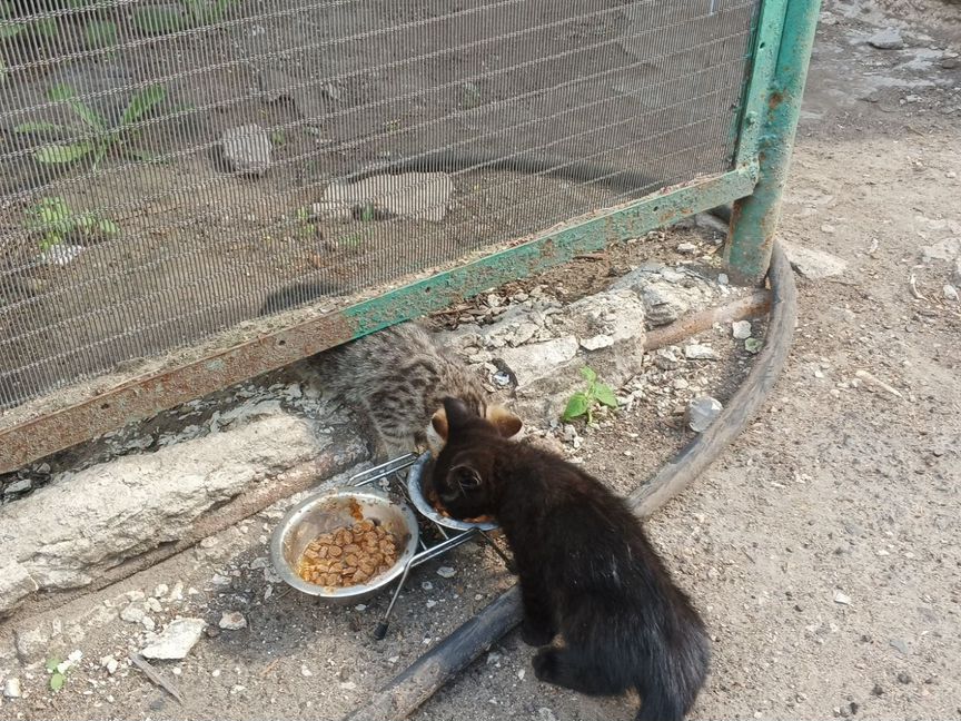 Котята отдам бесплатно, две девочки