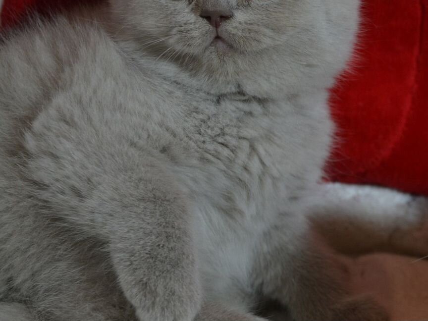 Лиловая вислоухая кошка