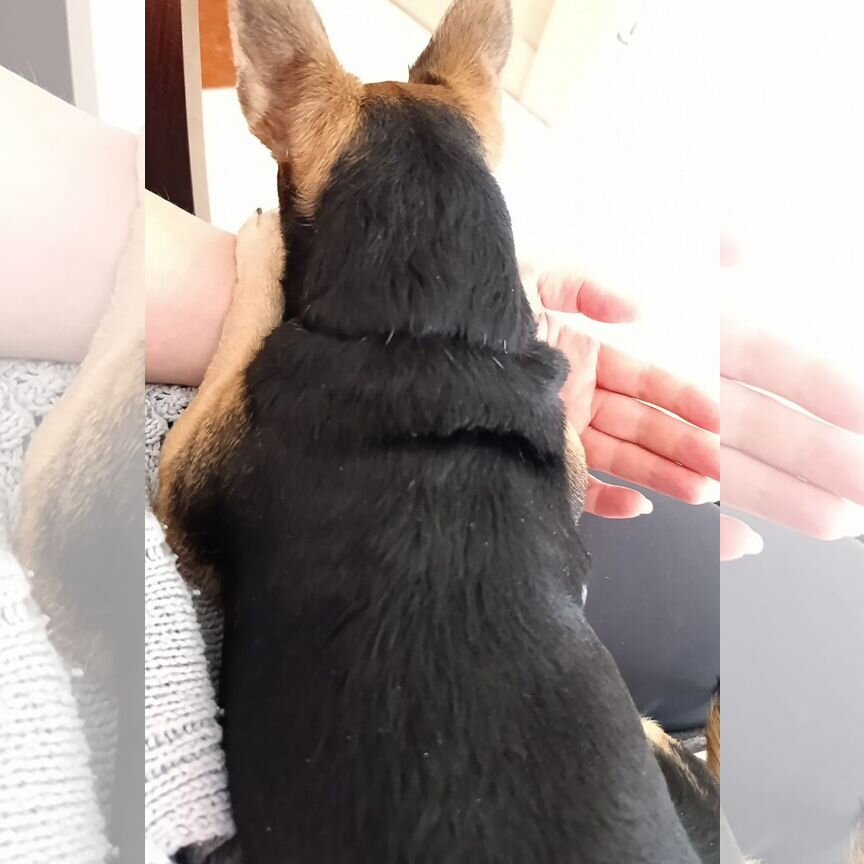 Кошка или собака на передержку