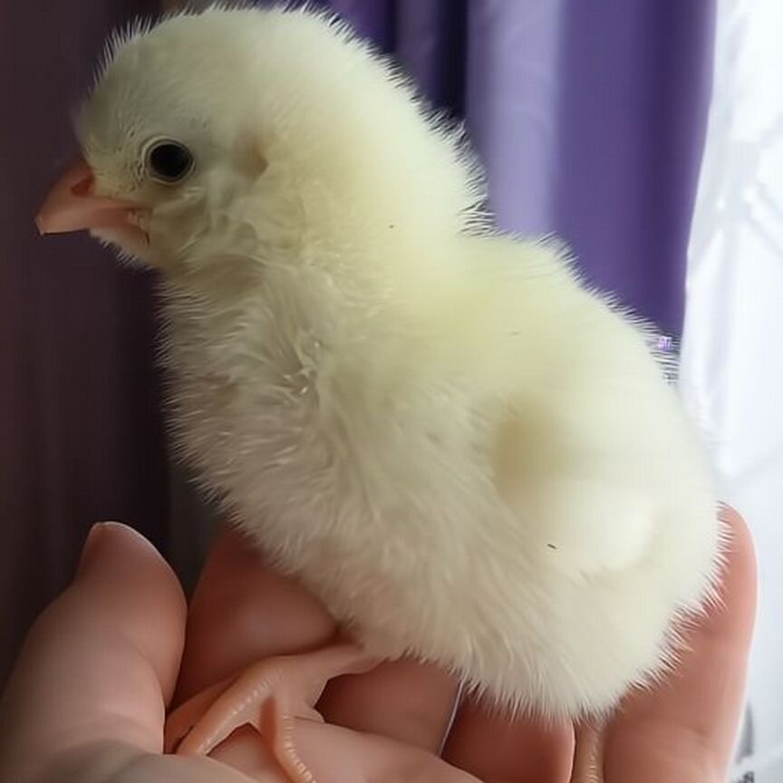 Цыплята Леггорн