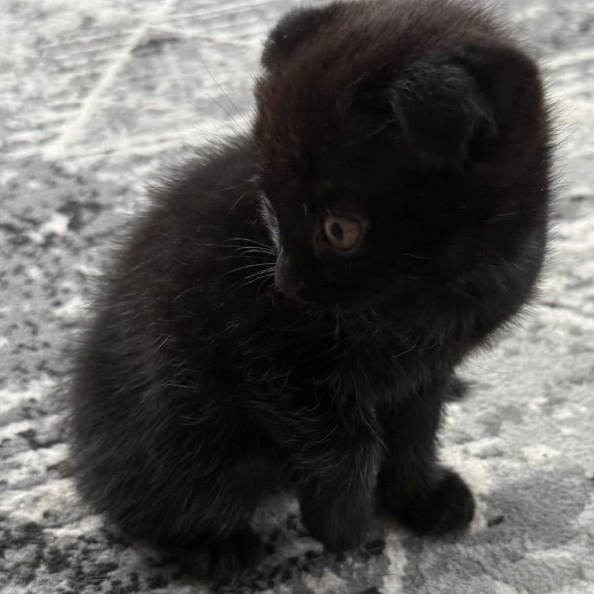 Шотландский вислоухий короткошёрстный котёнок