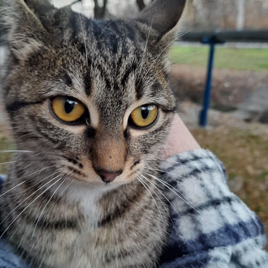 Катюша в добрые руки