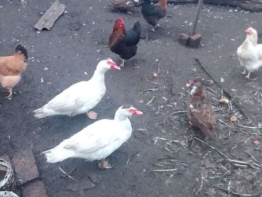 Мускусные утки