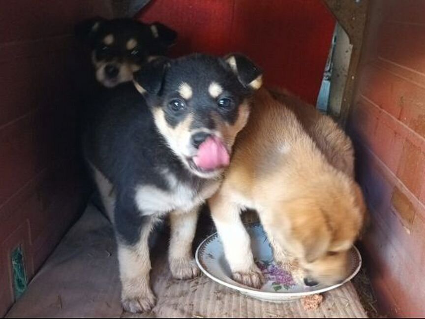 Щенки в добрые руки