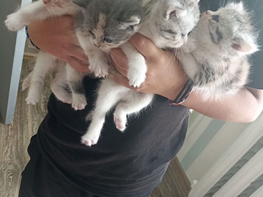 Продам котят