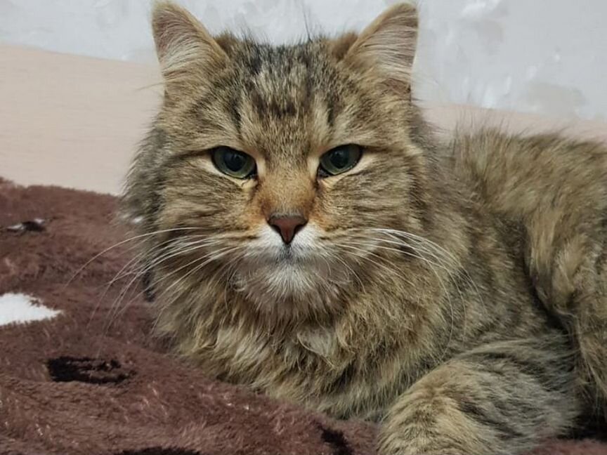 Кошечка 9 мес стерилизована