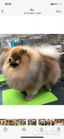 Малый немецкий шпиц вязка