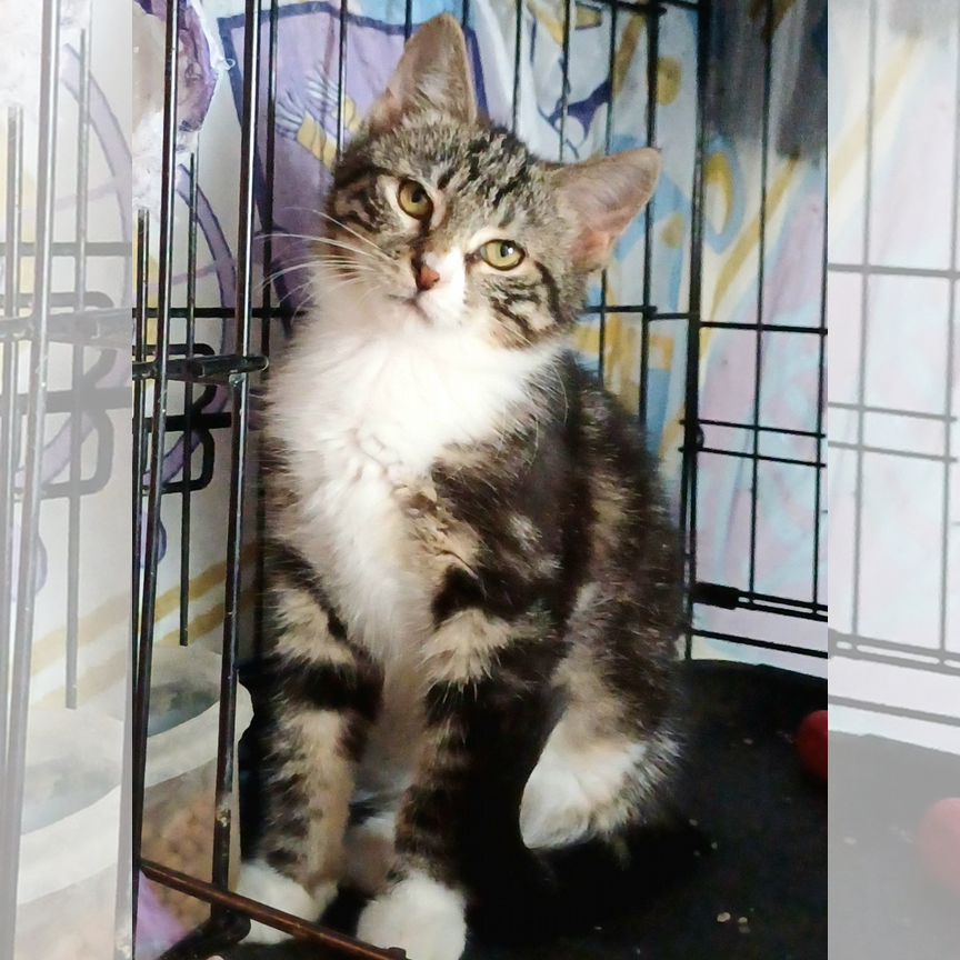 Котенок, мальчик, нежный малыш