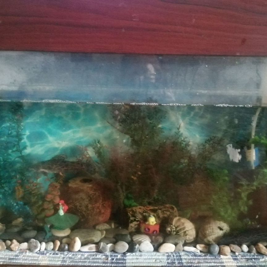 Аквариум с рыбками