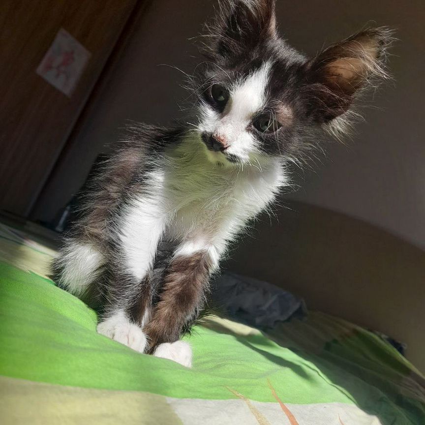 Котенок Тимоша