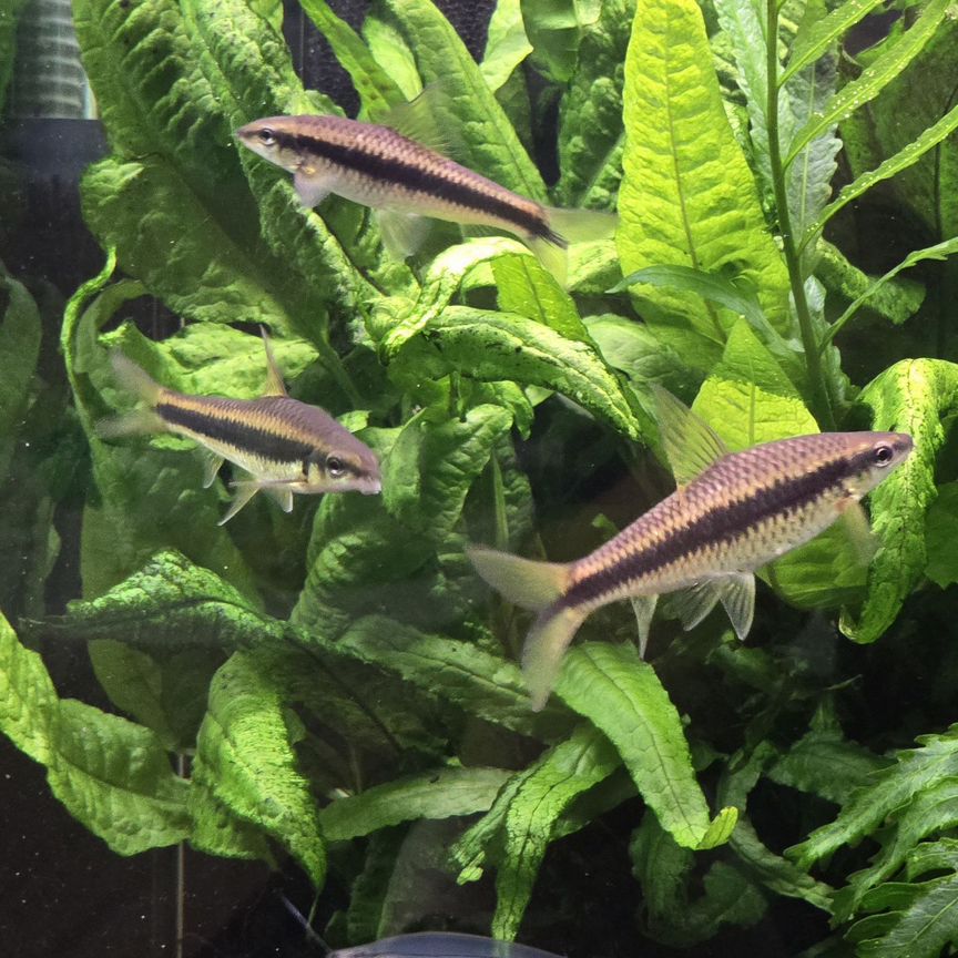 Сиамский водорослеед