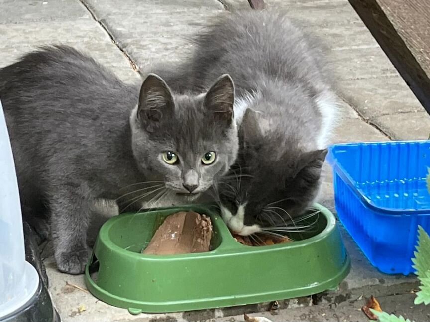 Дымчатые котята