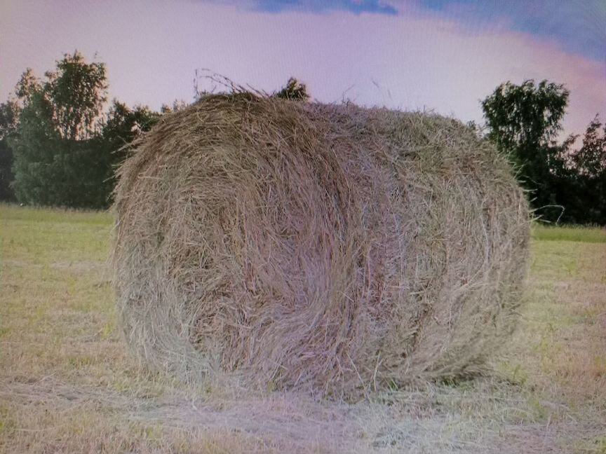 Сено 2023, самовывоз