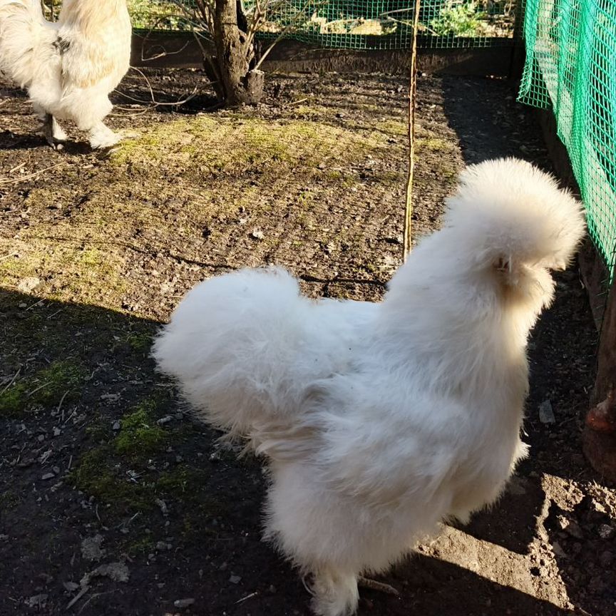 Пара китайских шёлковых