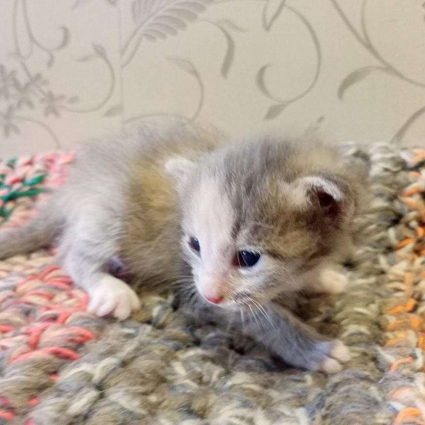 Котята в добрые руки Тольятти