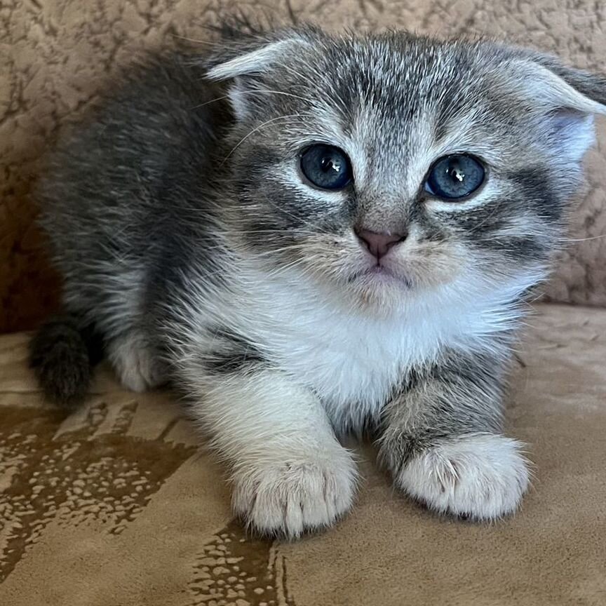 Вислоухие котята
