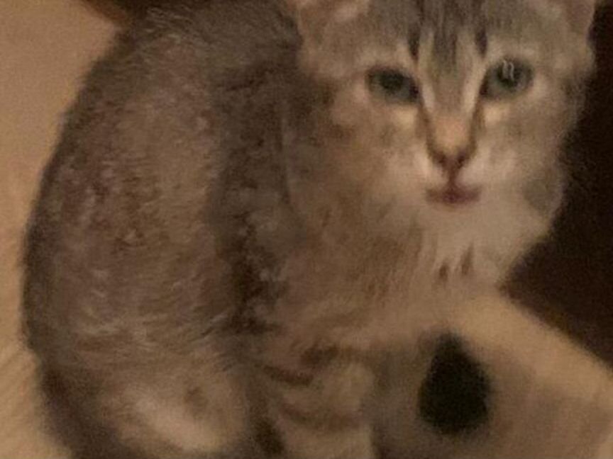 Котенок девочка 3 мес