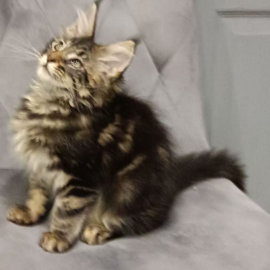 Мейнкун котёнок мальчик