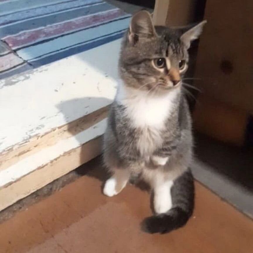 Кото-годзилу и её маму выставят за дверь