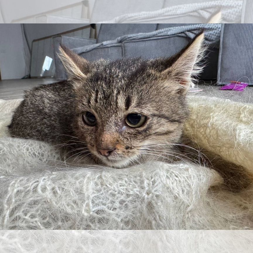 Котенок мальчик бесплатно