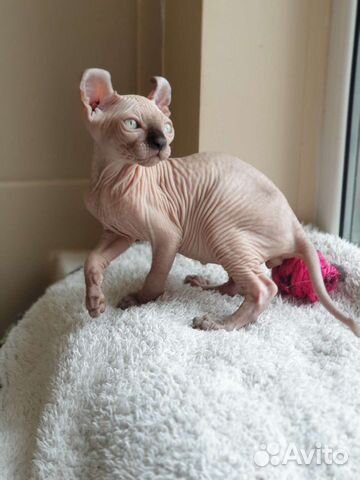 Канадский сфинкс Эльф