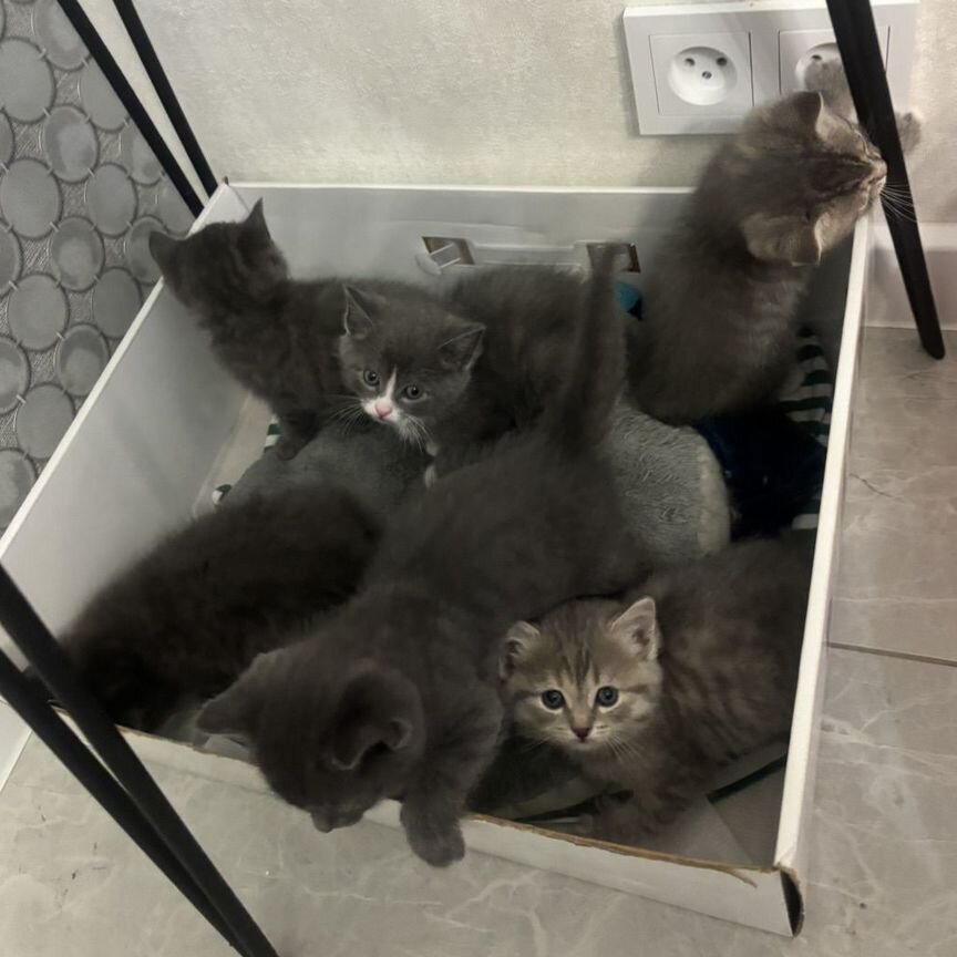 Отдам красивых котят, родились 11 сентября