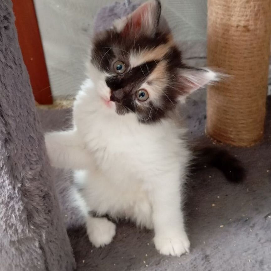 Котята в добрые руки бесплатно