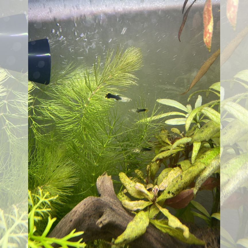 Гуппи мальки