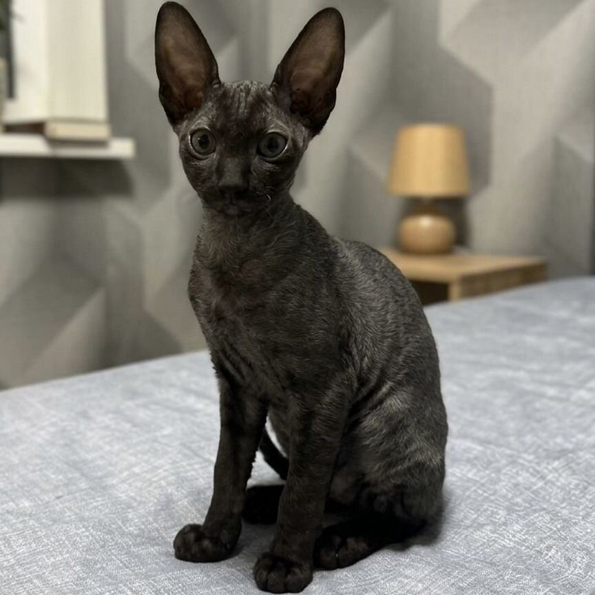 Корниш-рекс котёнок